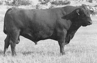 Cattle Mail USA - Sale Reminder